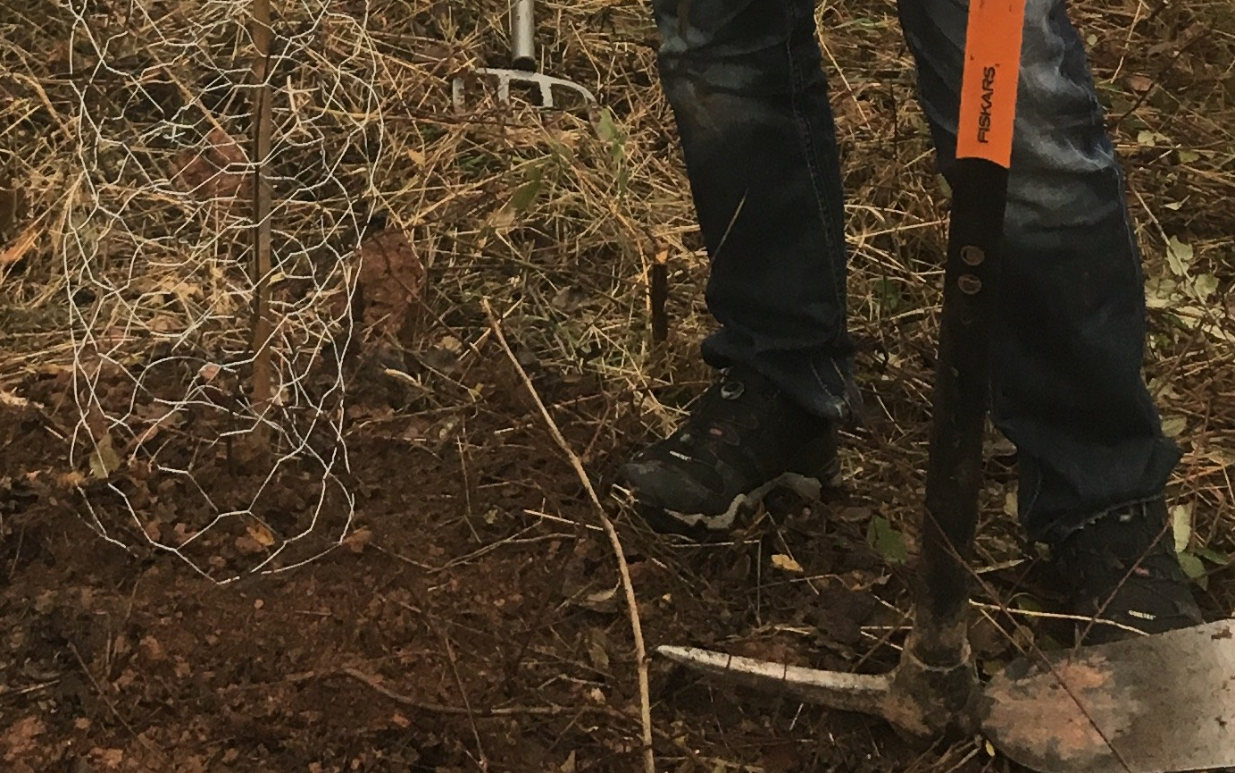 Led-Tr1: Trauben-Eiche ‚Michael‘ – ArtenReich