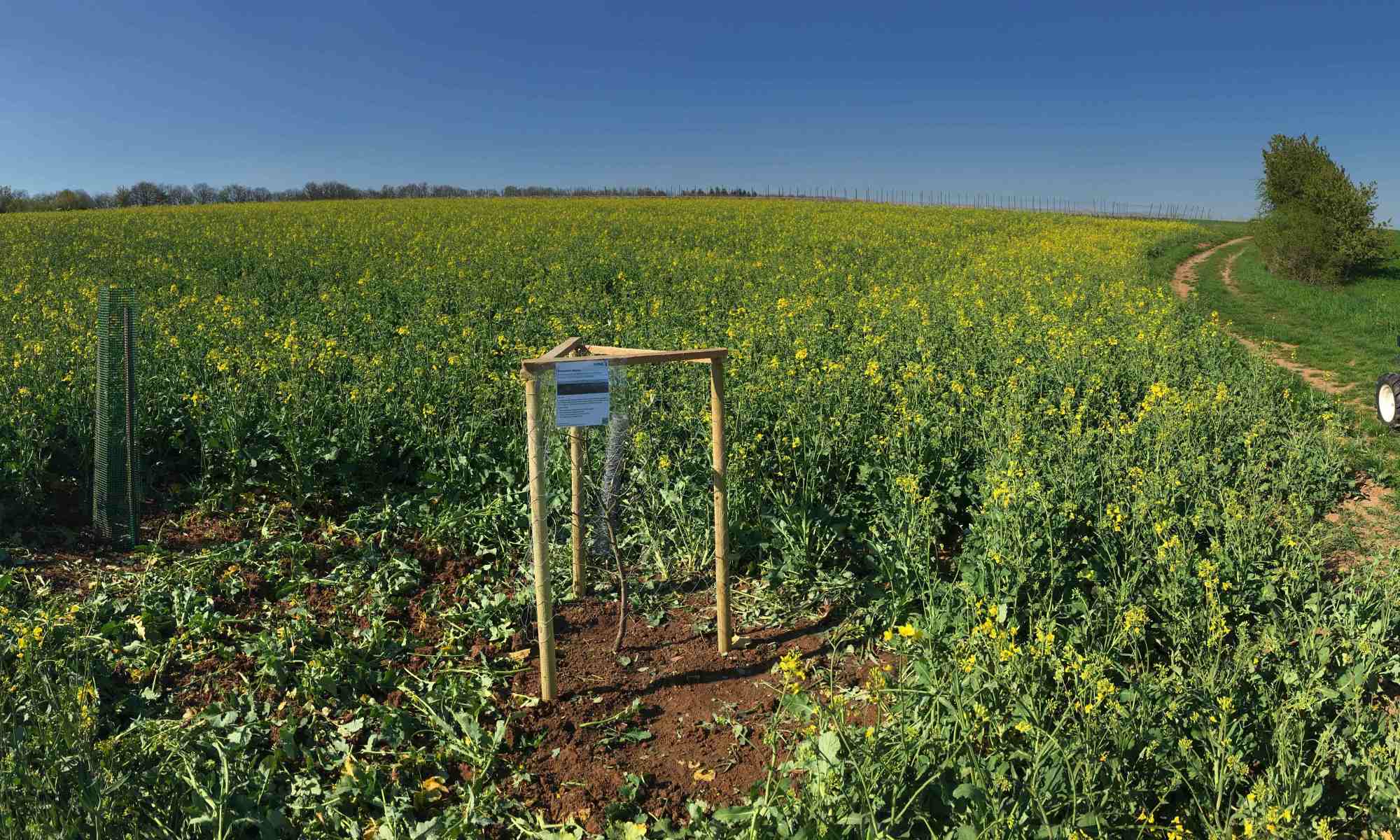 Bienenweide Monau – ArtenReich