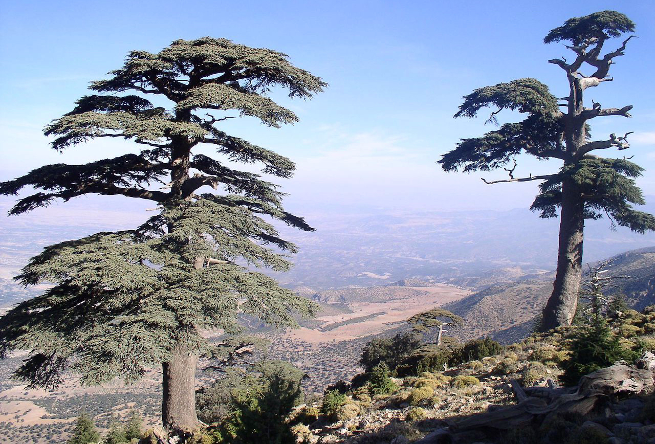 ImV-A3: Atlas-Zeder – ArtenReich