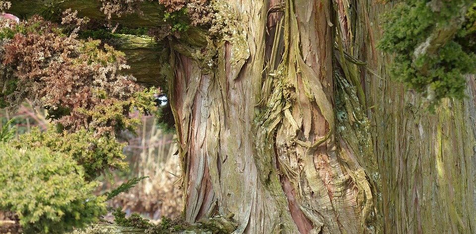 Japanische Zedern – ArtenReich